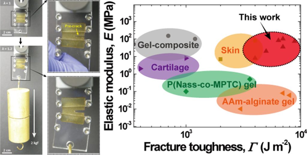 [32] Non-swellable, cytocompatible pHEMA-alginate hydrogels with high ...