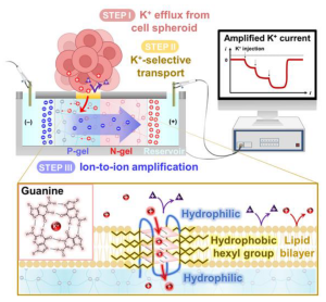 Publication - MFSM Lab.